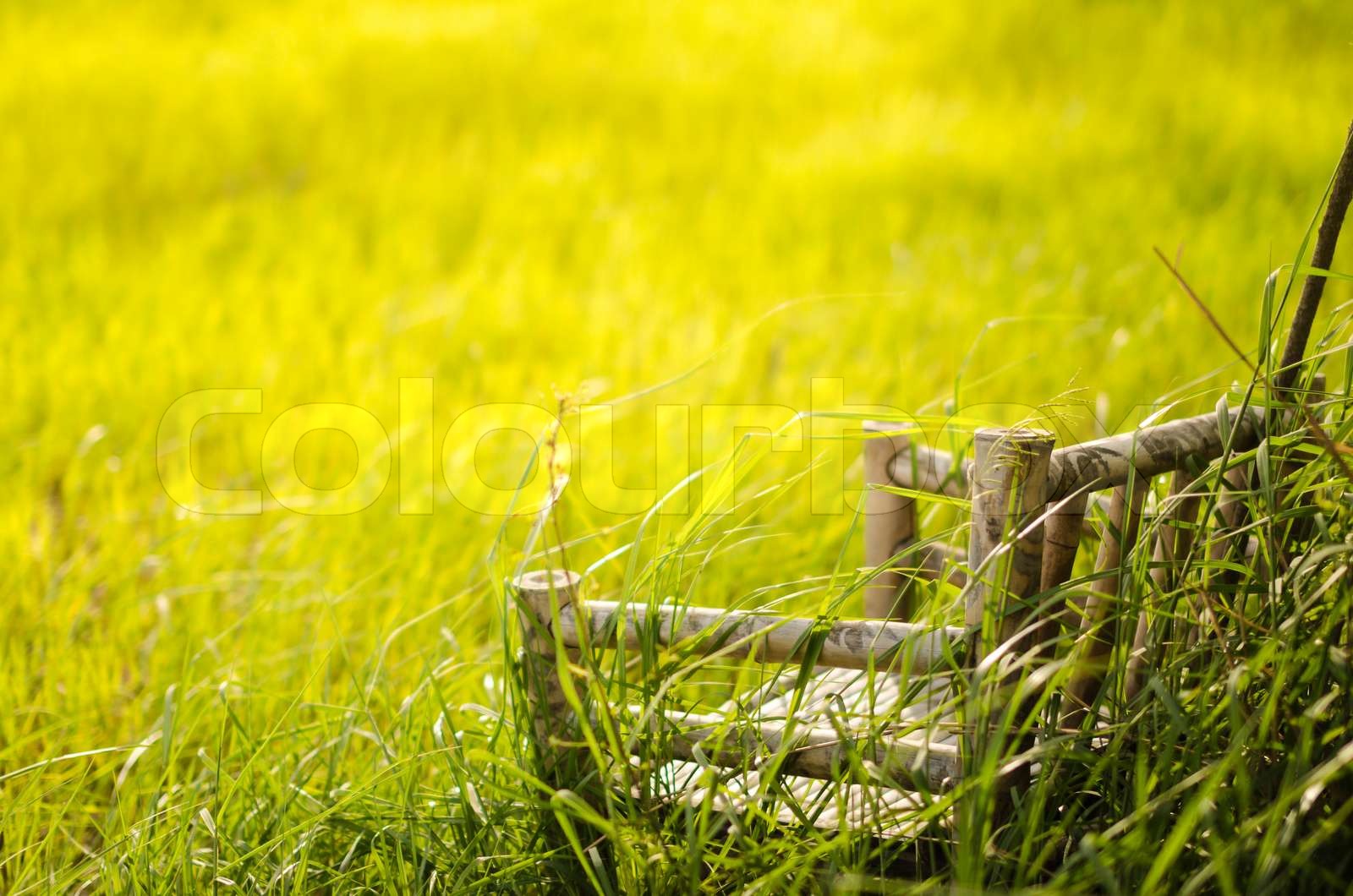 Bamboo wooden chairs on grass | Stock image | Colourbox