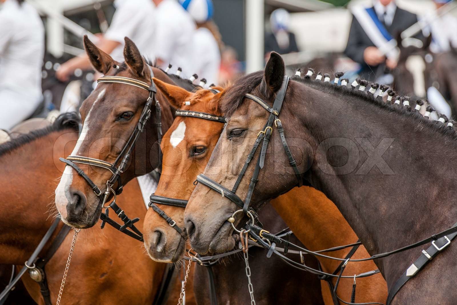 Three horses standing together | Stock image | Colourbox