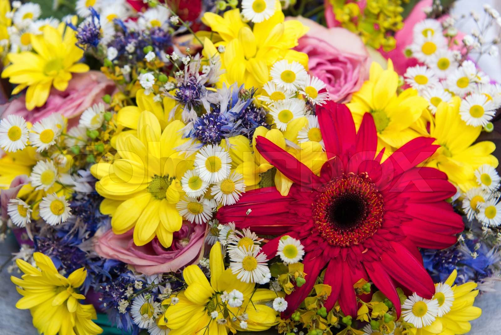 Spring flower bed. Flower texture | Stock image | Colourbox