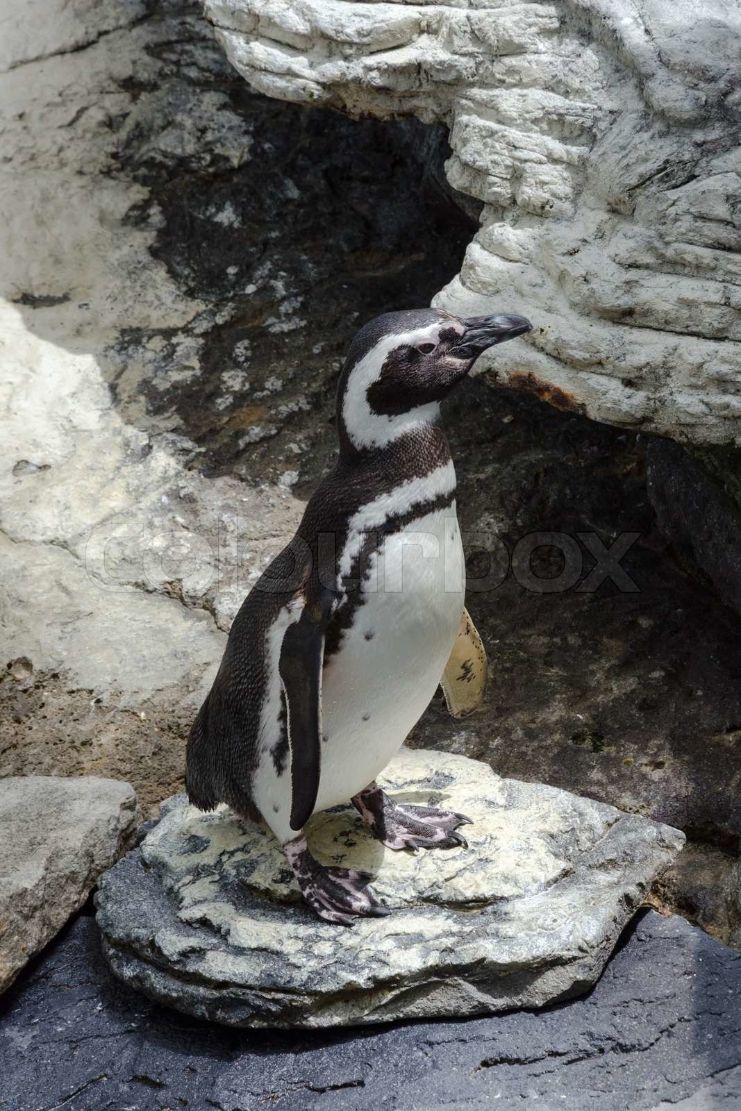 Penguin standing on the rocks | Stock image | Colourbox