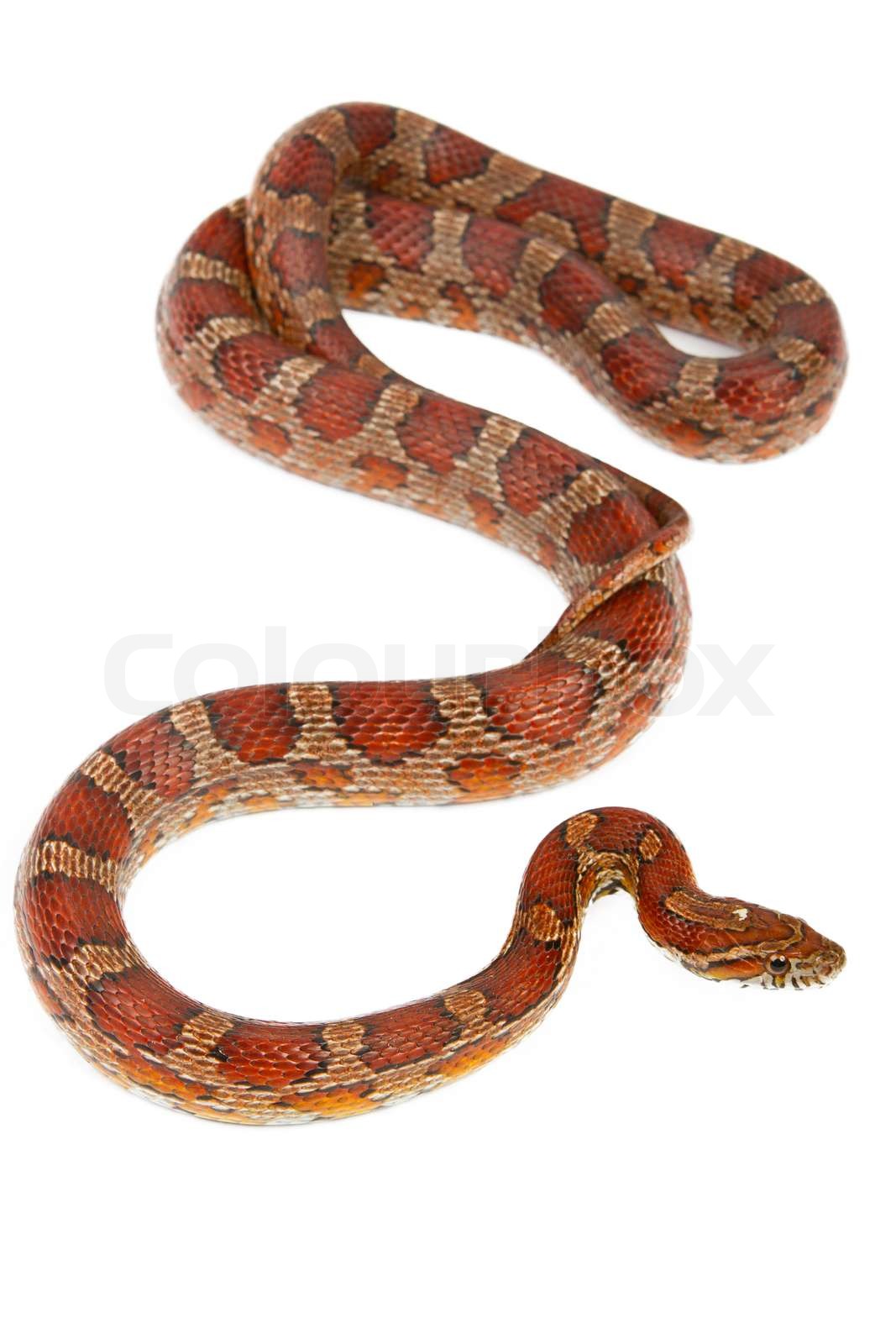 snake | Stock image | Colourbox
