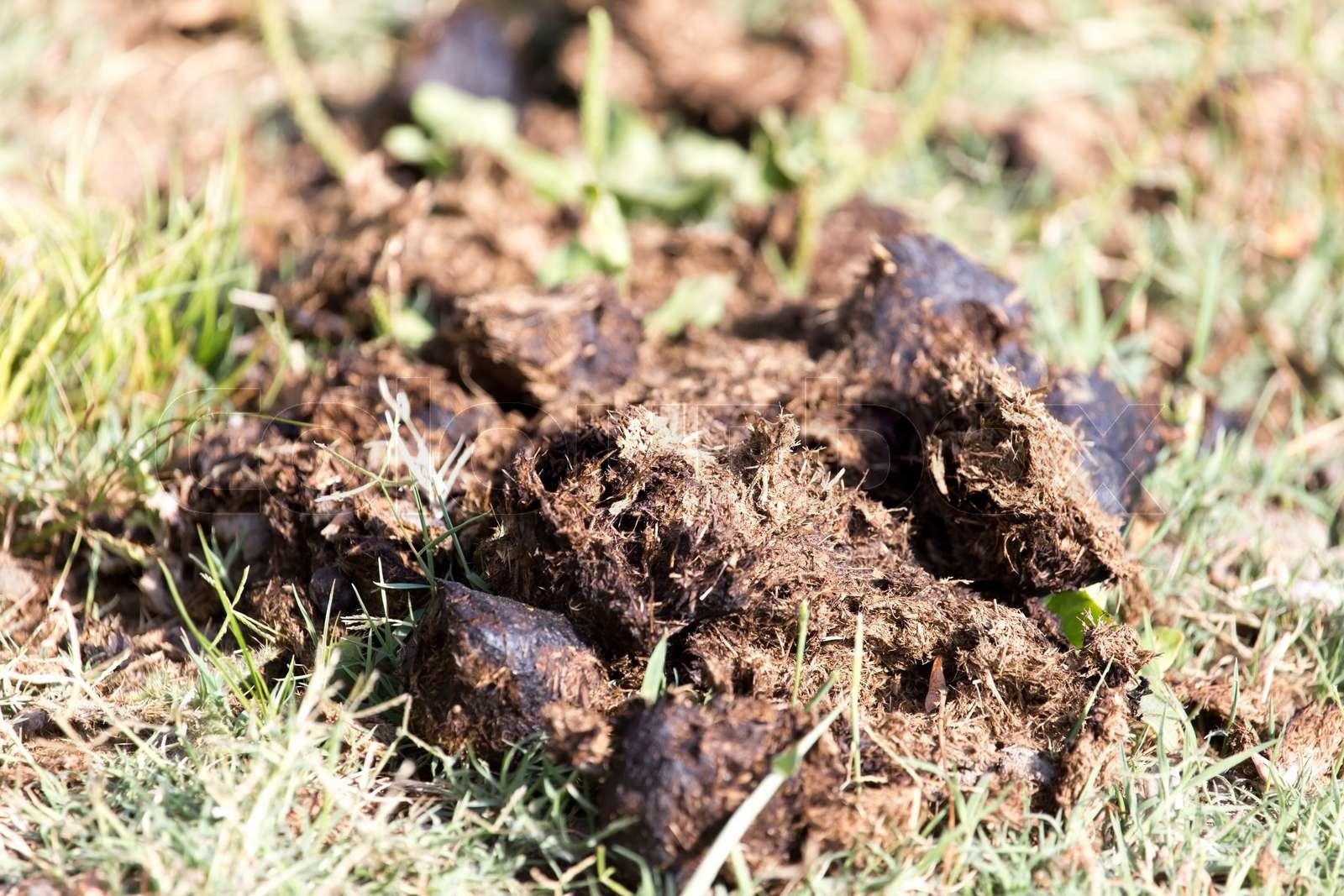 horse dung | Stock image | Colourbox