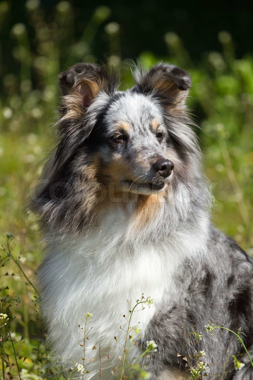 Blue Merle Rough Collie | Stock image | Colourbox