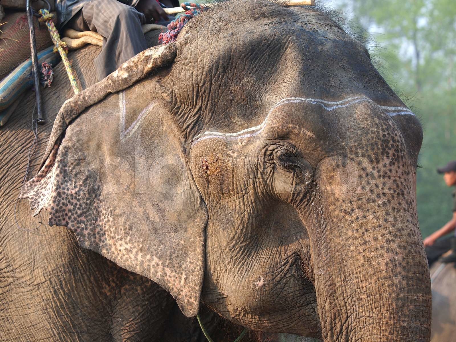 elephant crying | Stock image | Colourbox