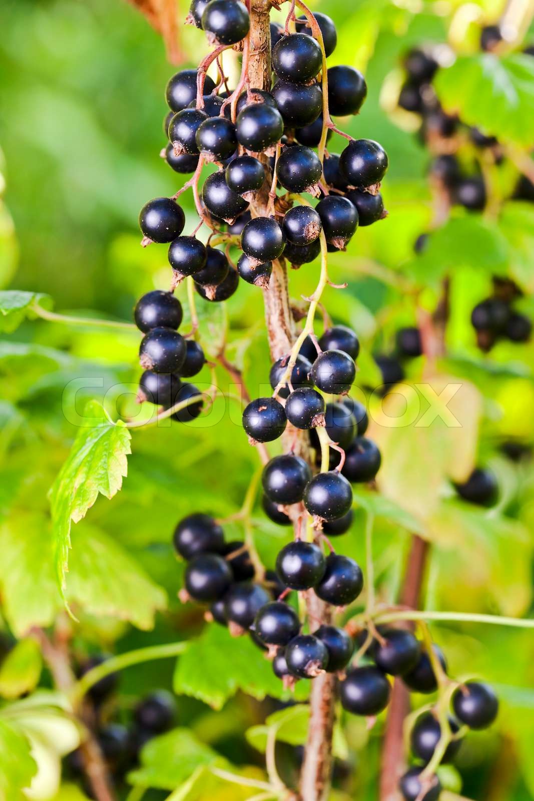 blackcurrant | Stock image | Colourbox