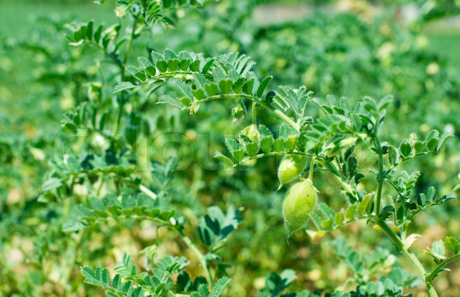 Chickpeas plantation | Stock image | Colourbox