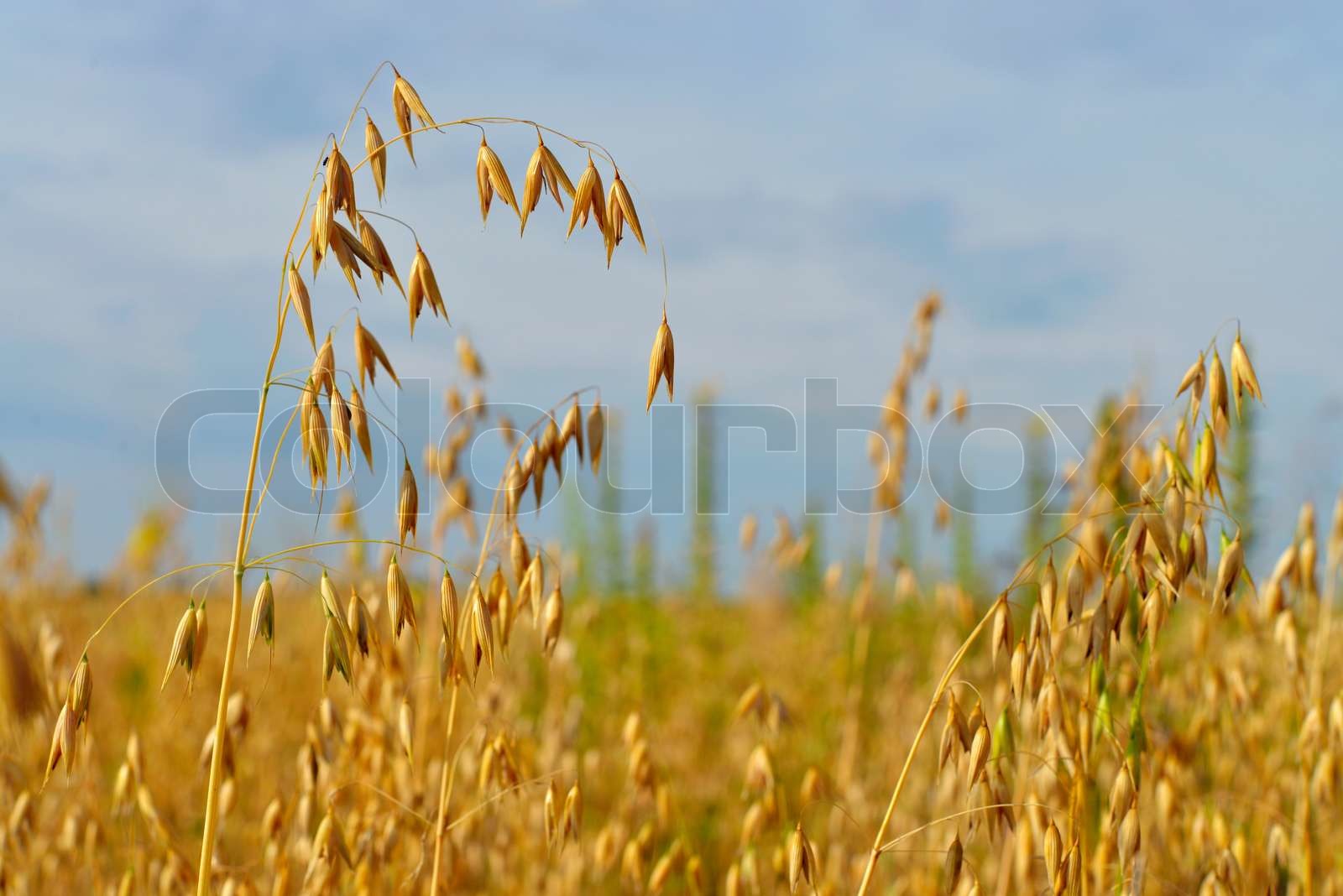 Oats field | Stock image | Colourbox