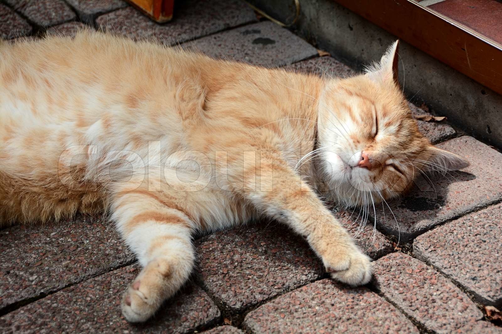 Relaxed Cat Stock Image Colourbox