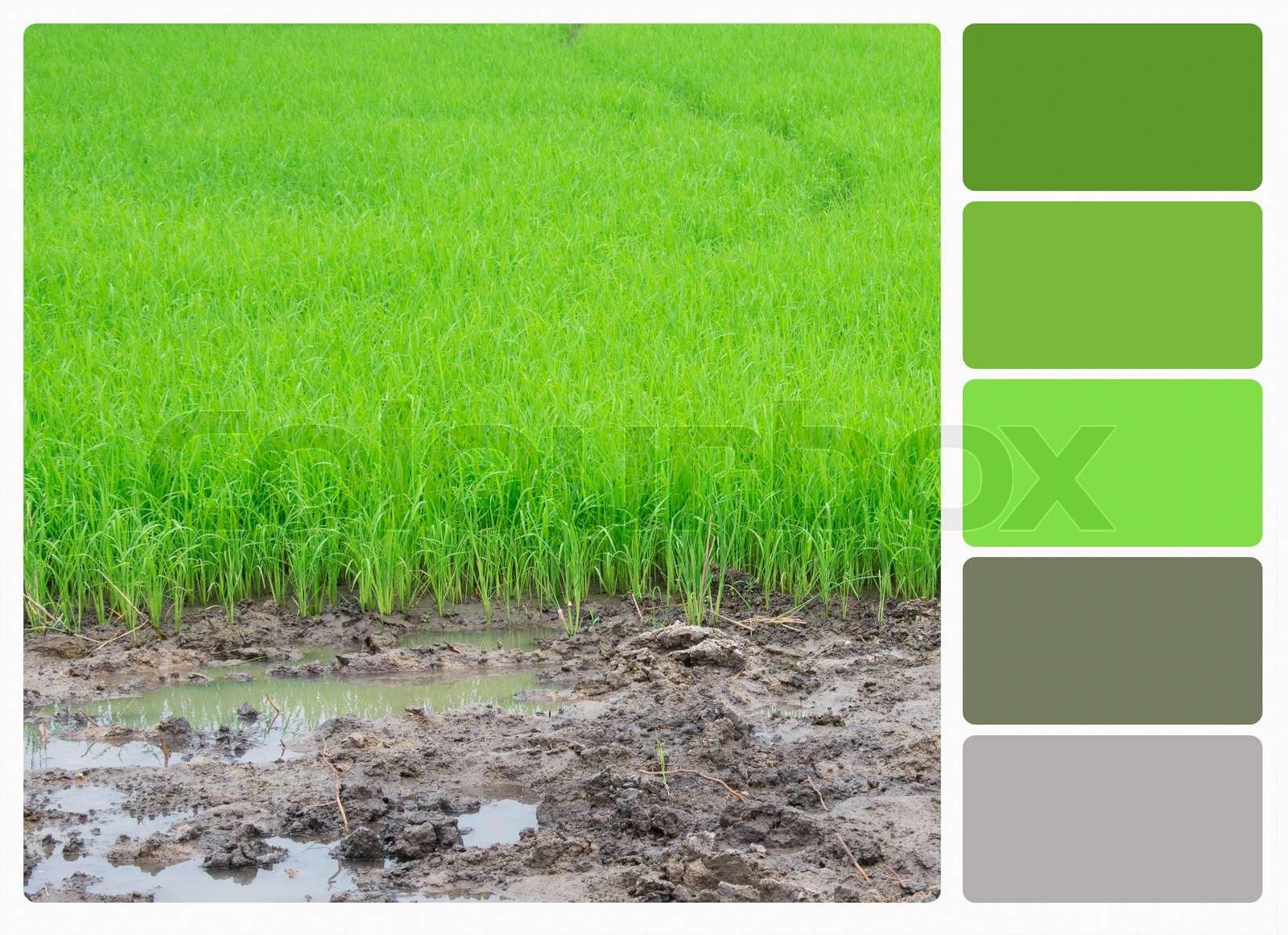 Rice Seedlings Field , colour palette swatches. | Stock image | Colourbox