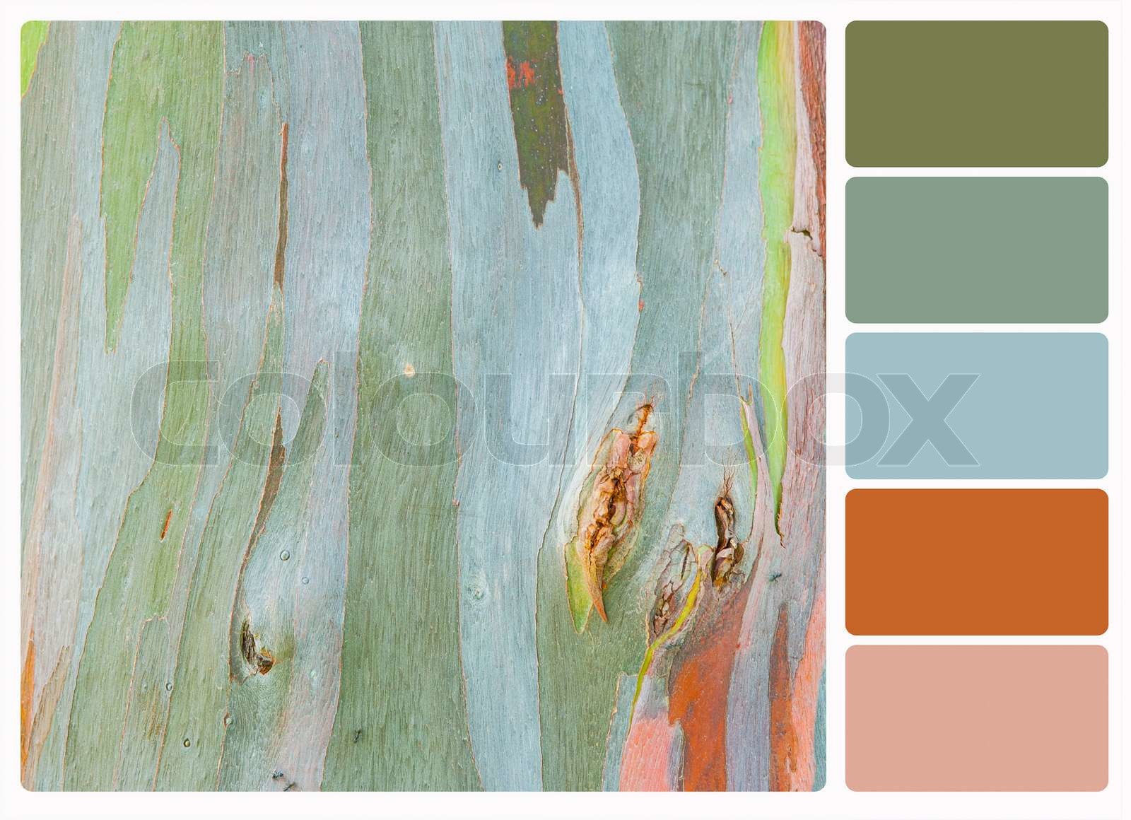 Abstract painting by eucalyptus tree bark , colour palette swatches ...