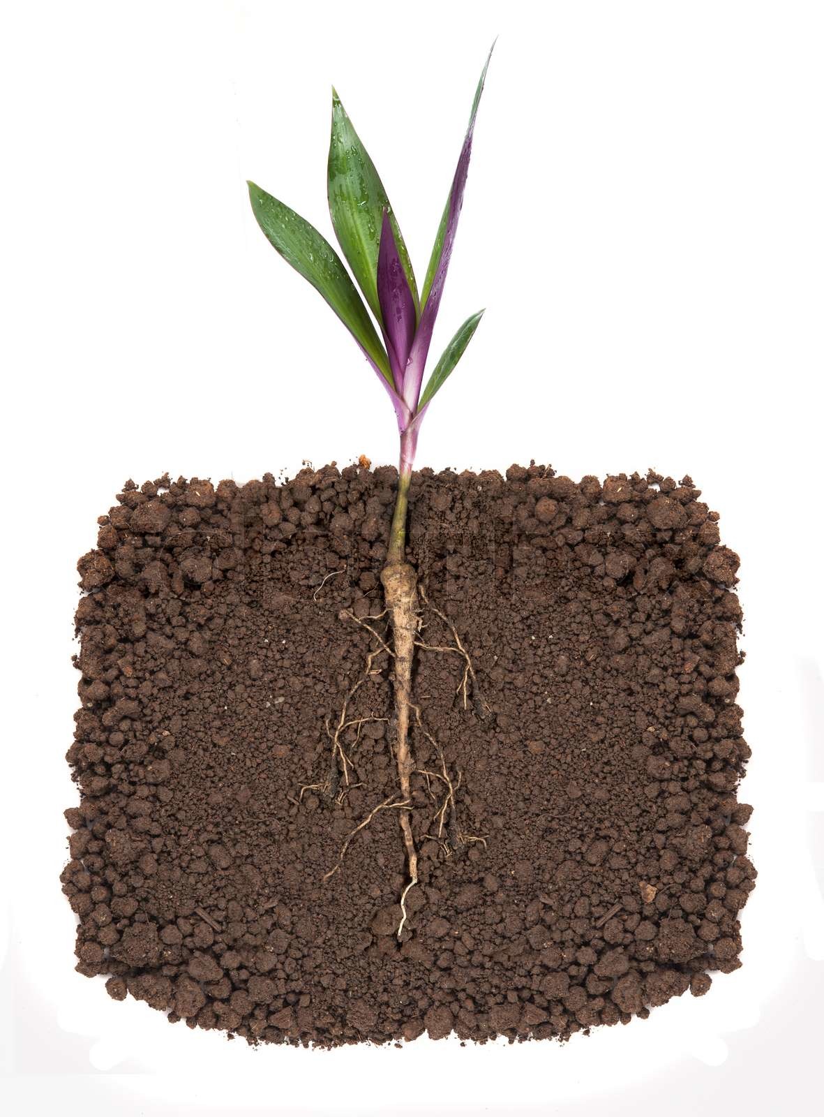 young plant with exposed roots in soil | Stock image | Colourbox