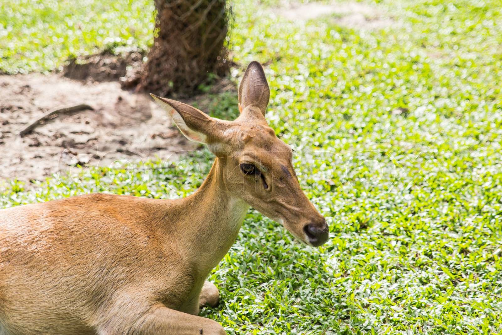 deer in the zoo | Stock image | Colourbox