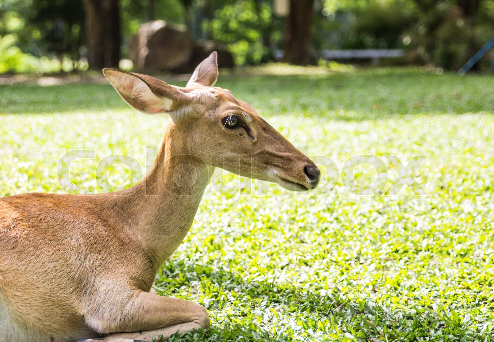 deer in the zoo | Stock image | Colourbox