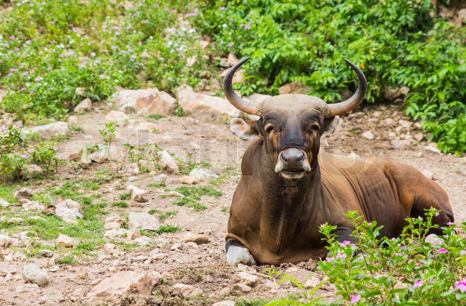 bull in the zoo | Stock image | Colourbox