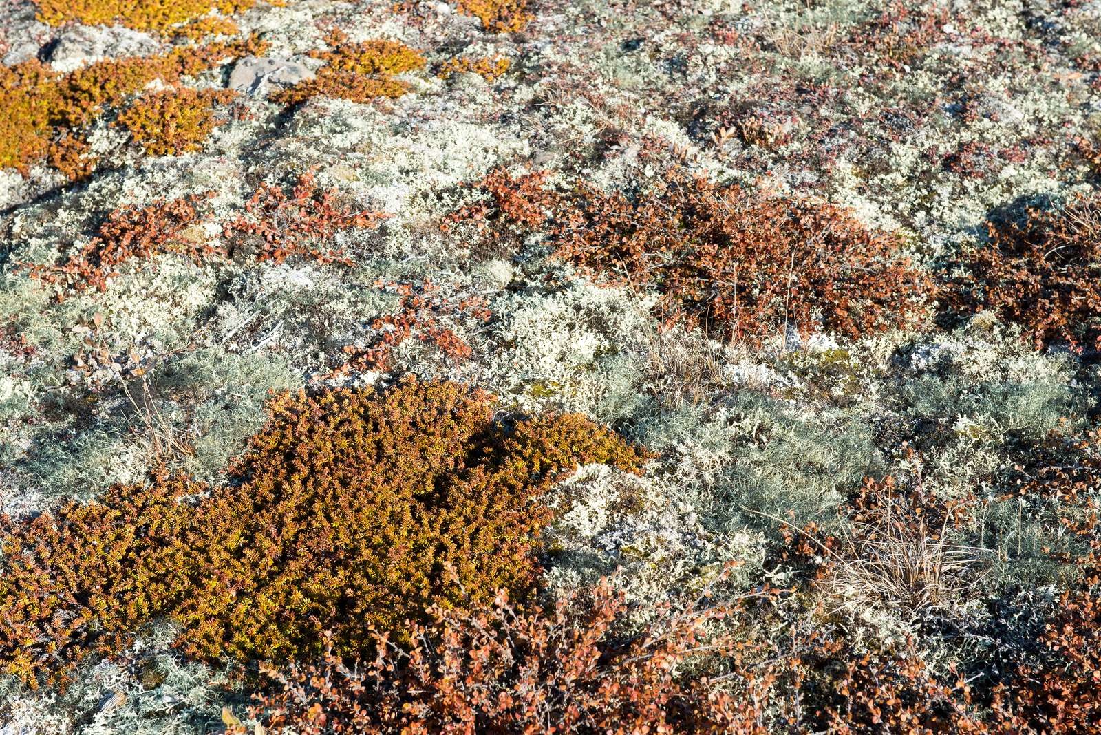 Arctic vegetation | Stock image | Colourbox