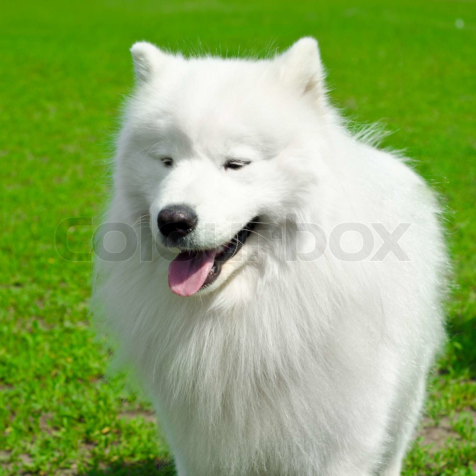 Russian Samoyed Dog