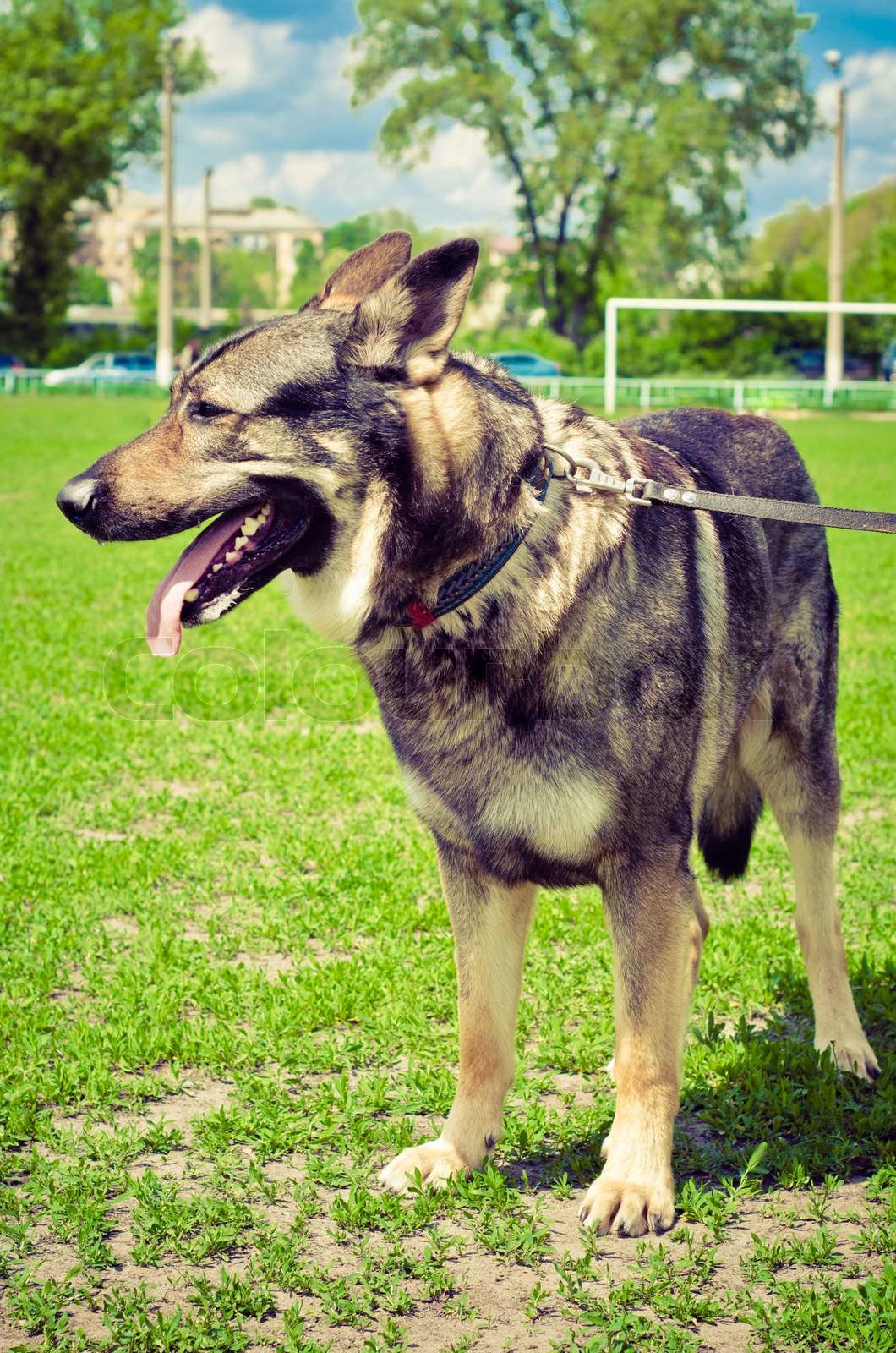 shepherd | Stock image | Colourbox