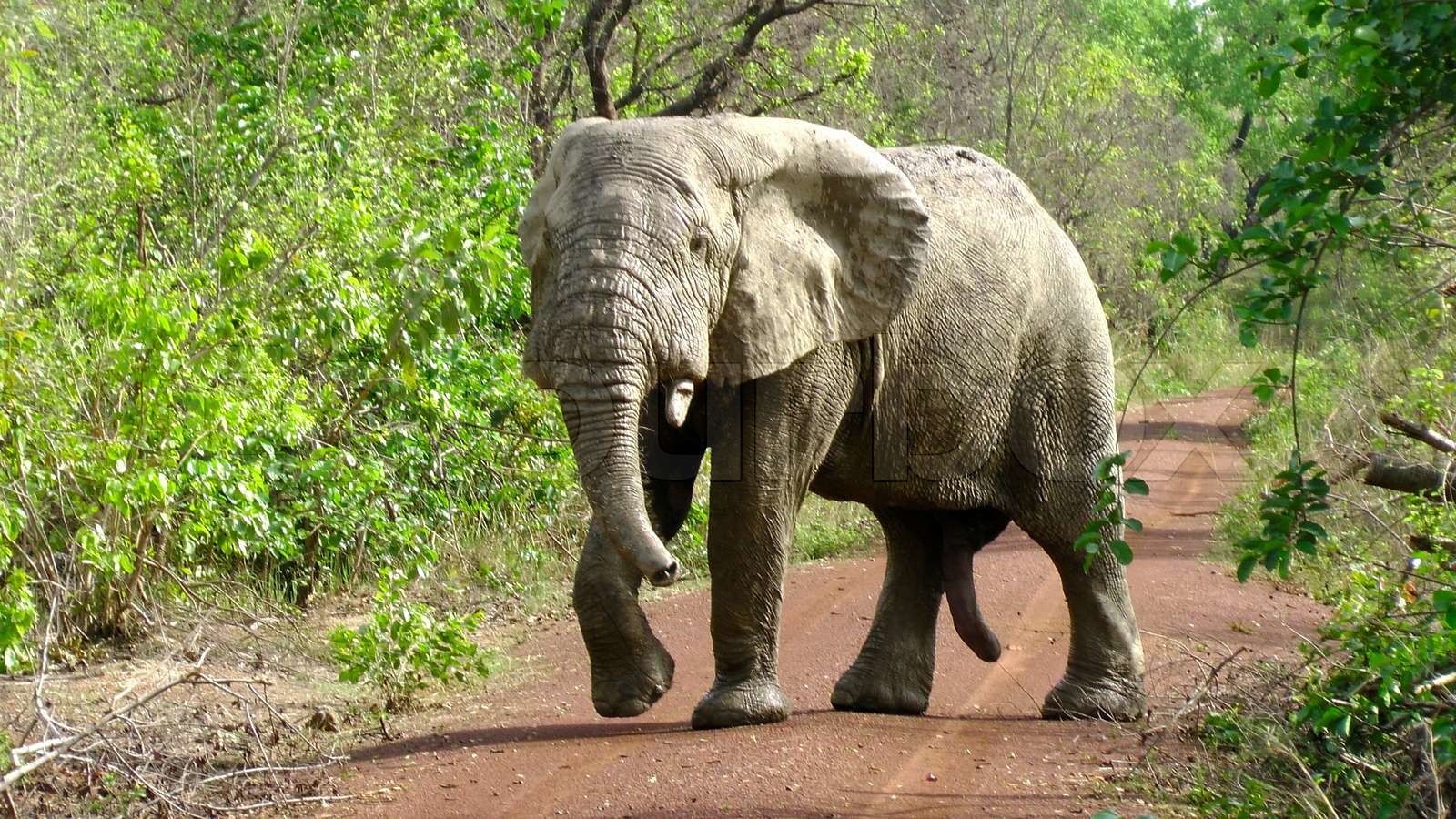 elefant, han, dyr | Stock foto | Colourbox