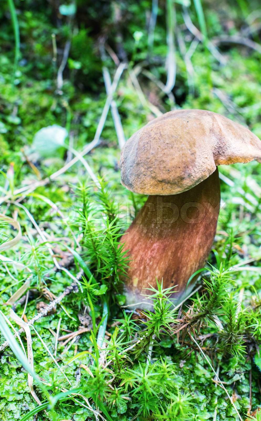 Boletus satanas Devil's bolete mushroom in the forest | Stock image ...