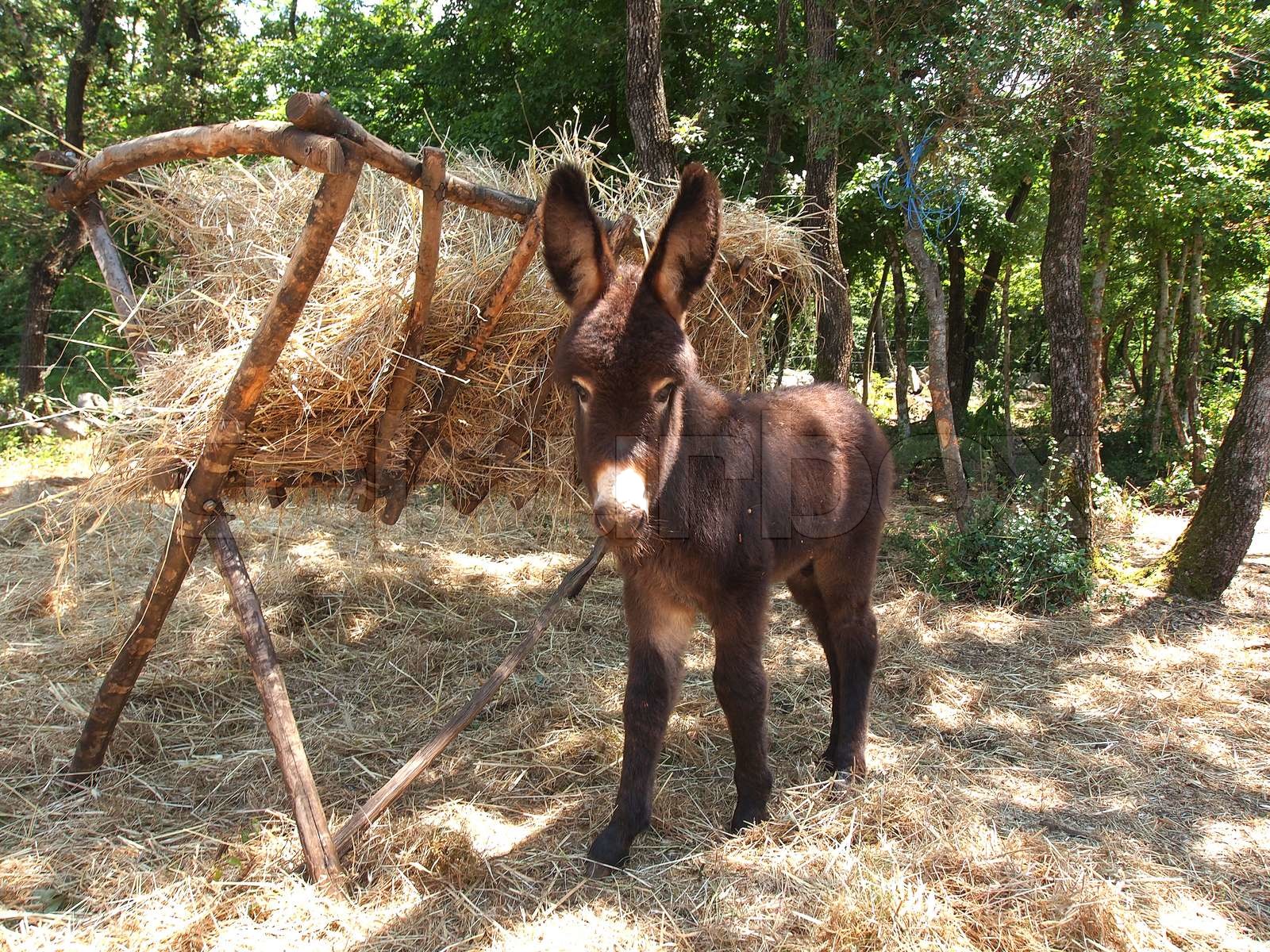 Baby-Esel | Stock Bild | Colourbox