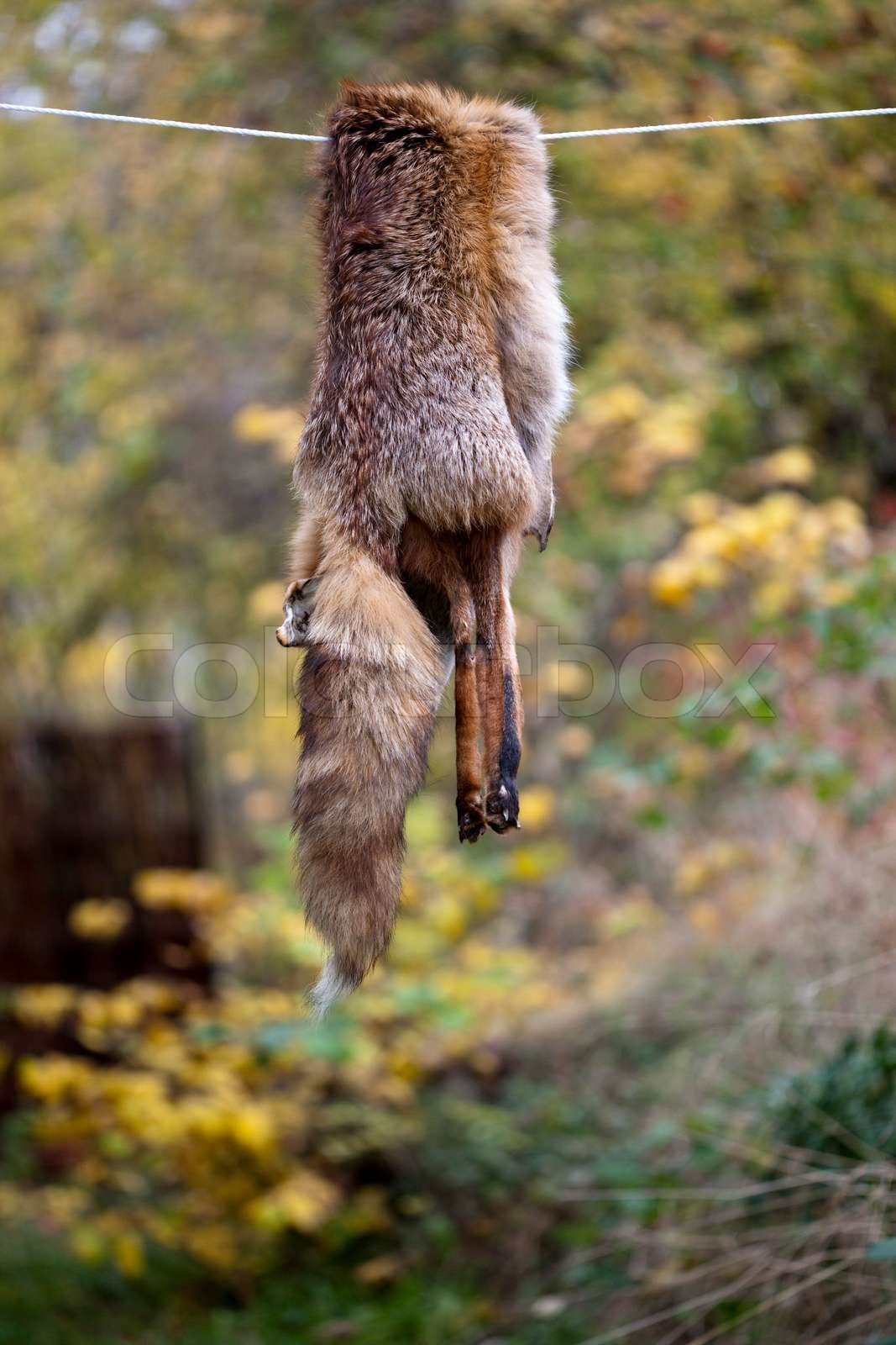 Tier Fell hängt an einer Wäscheleine | Stock Bild | Colourbox