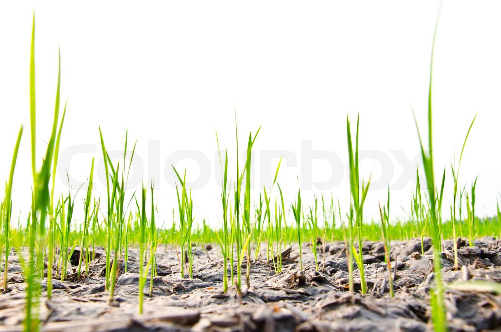Rice seedlings germinated on the ground to dry in the summer | Stock ...