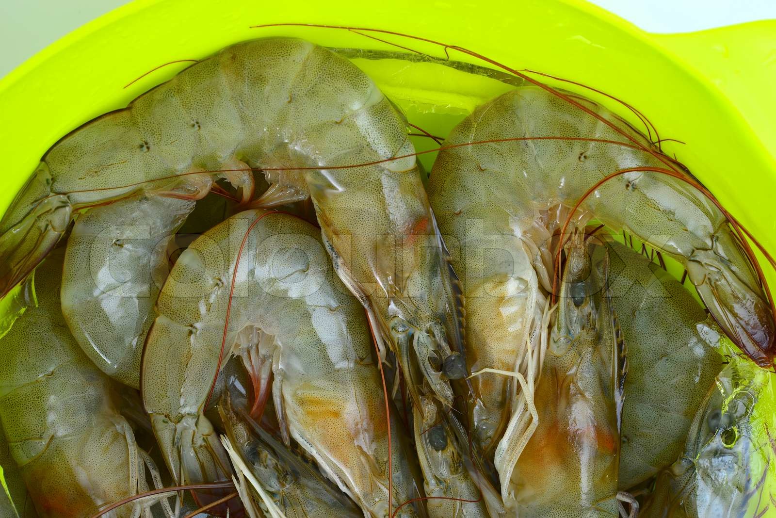 Prawn Group | Stock image | Colourbox
