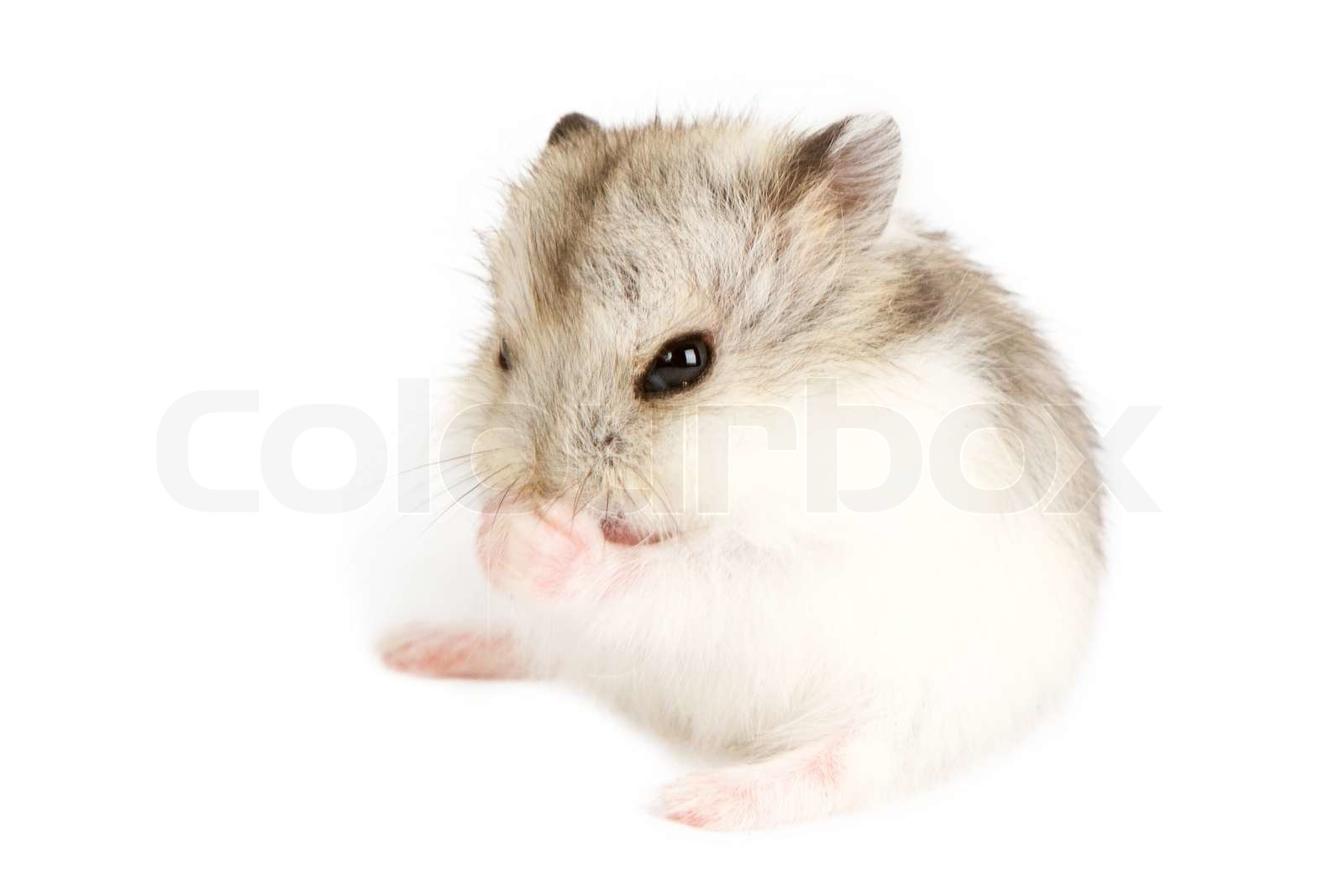 Djungarian Hamster | Stock image | Colourbox