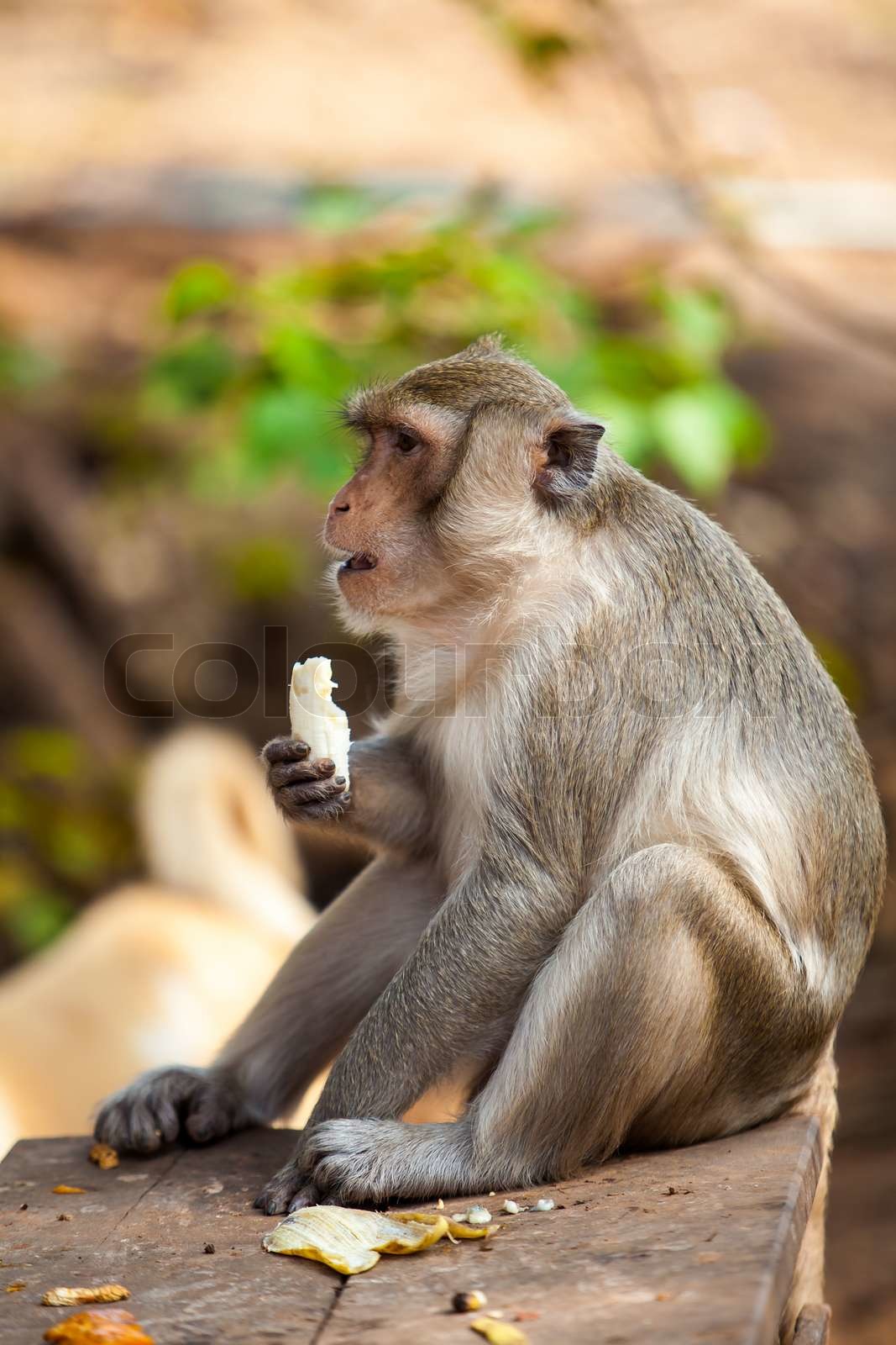 affe, makak, essen | Stock Bild | Colourbox