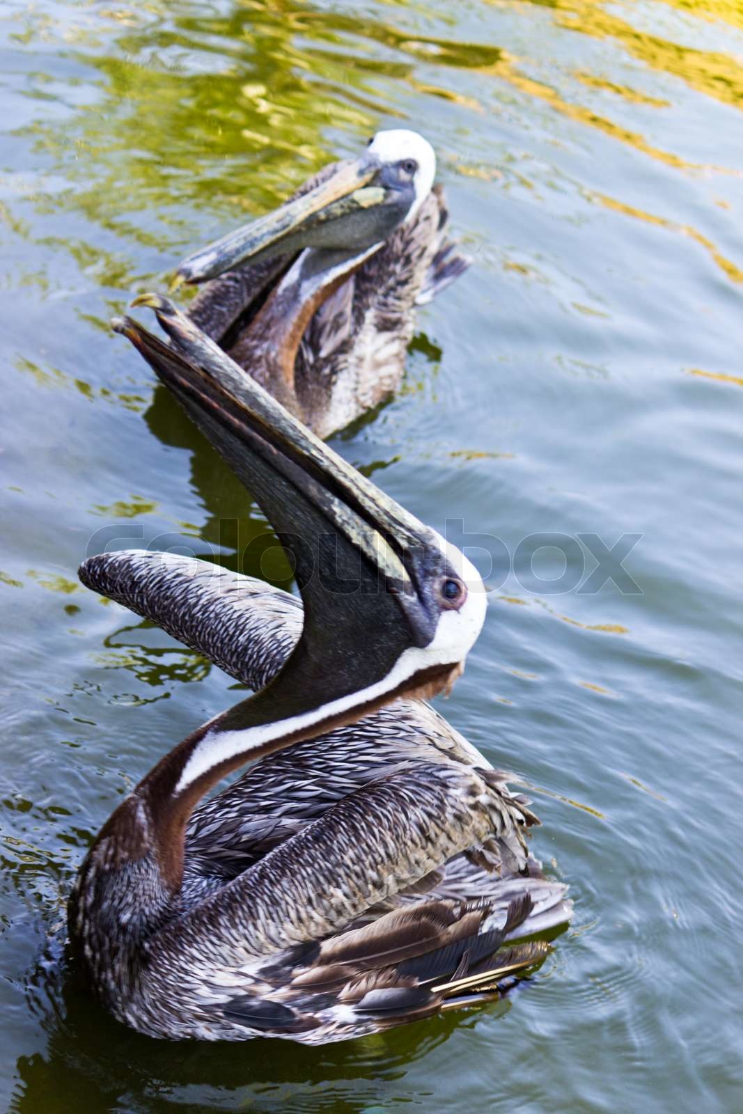 Pelican a large water bird of the Pelecanidae family | Stock image ...