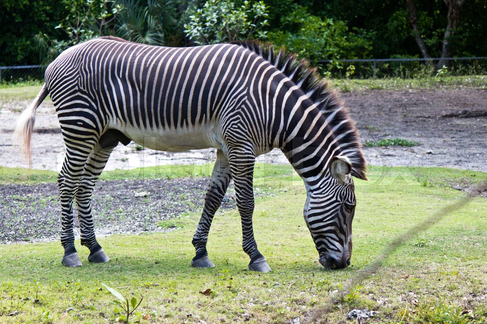Grévy's Zebra - also known as the Imperial Zebra | Stock image | Colourbox