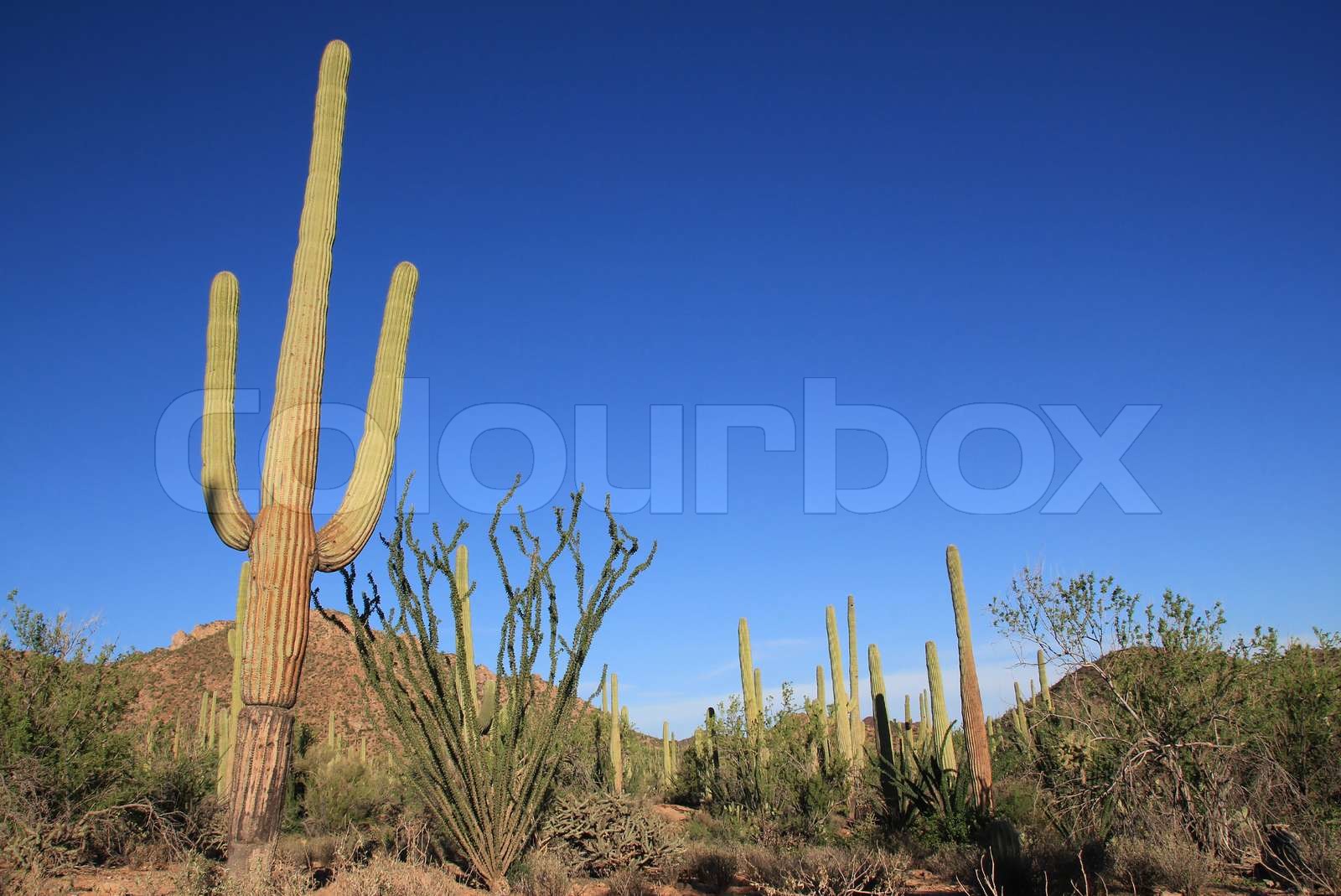 Saguaros | Stock image | Colourbox