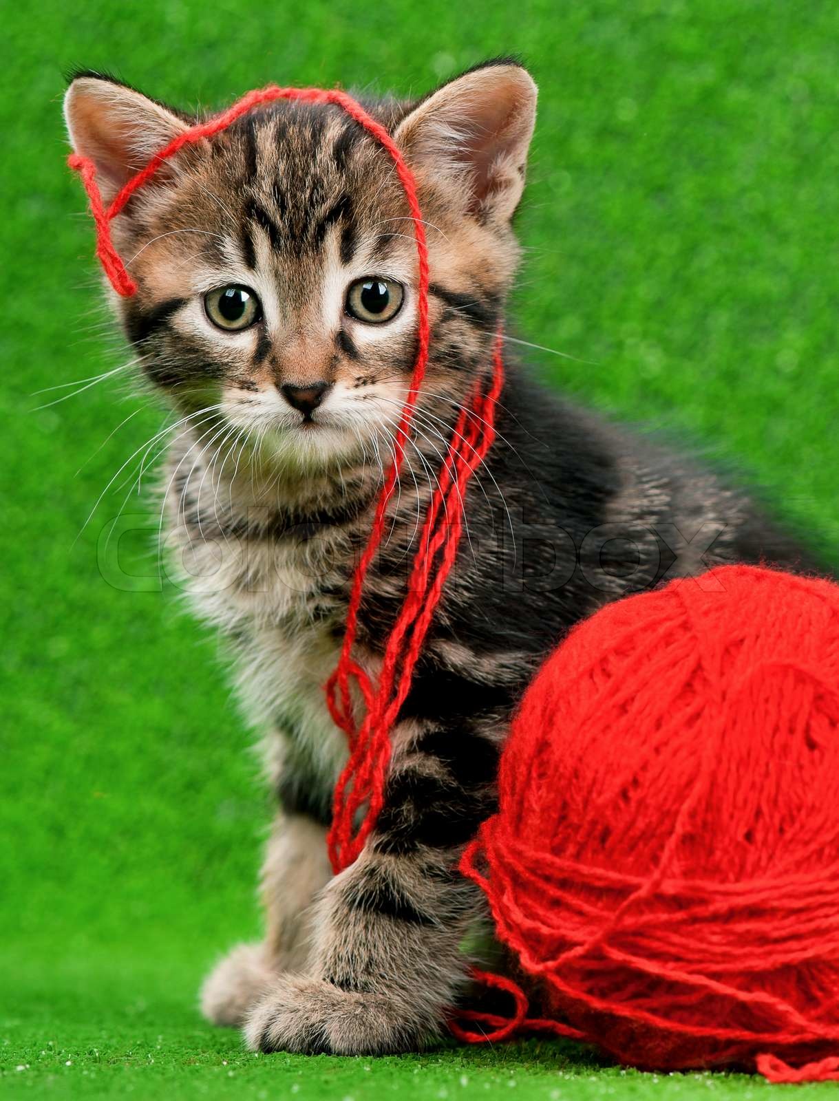 kat, baby, kattedyr | Stock foto | Colourbox