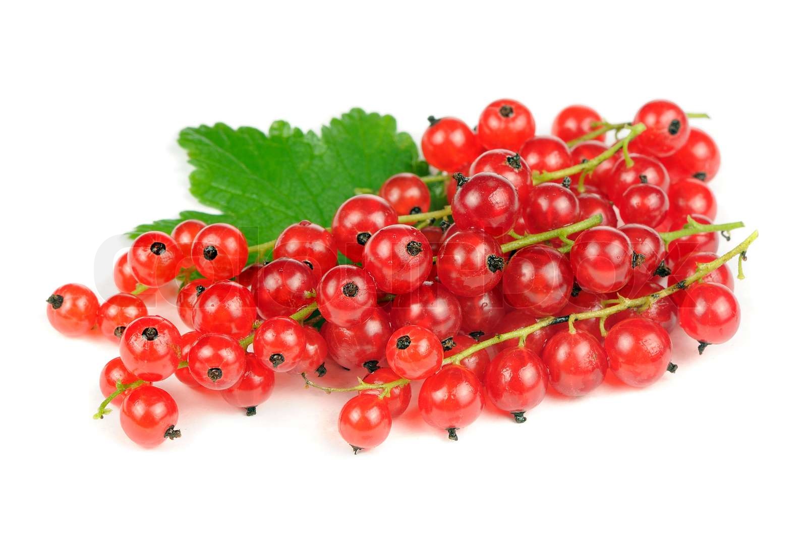 rote Johannisbeeren isoliert auf weißem Hintergrund | Stock Bild ...