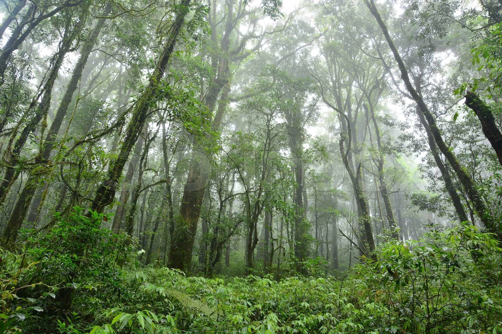 Subtropical forest | Stock image | Colourbox