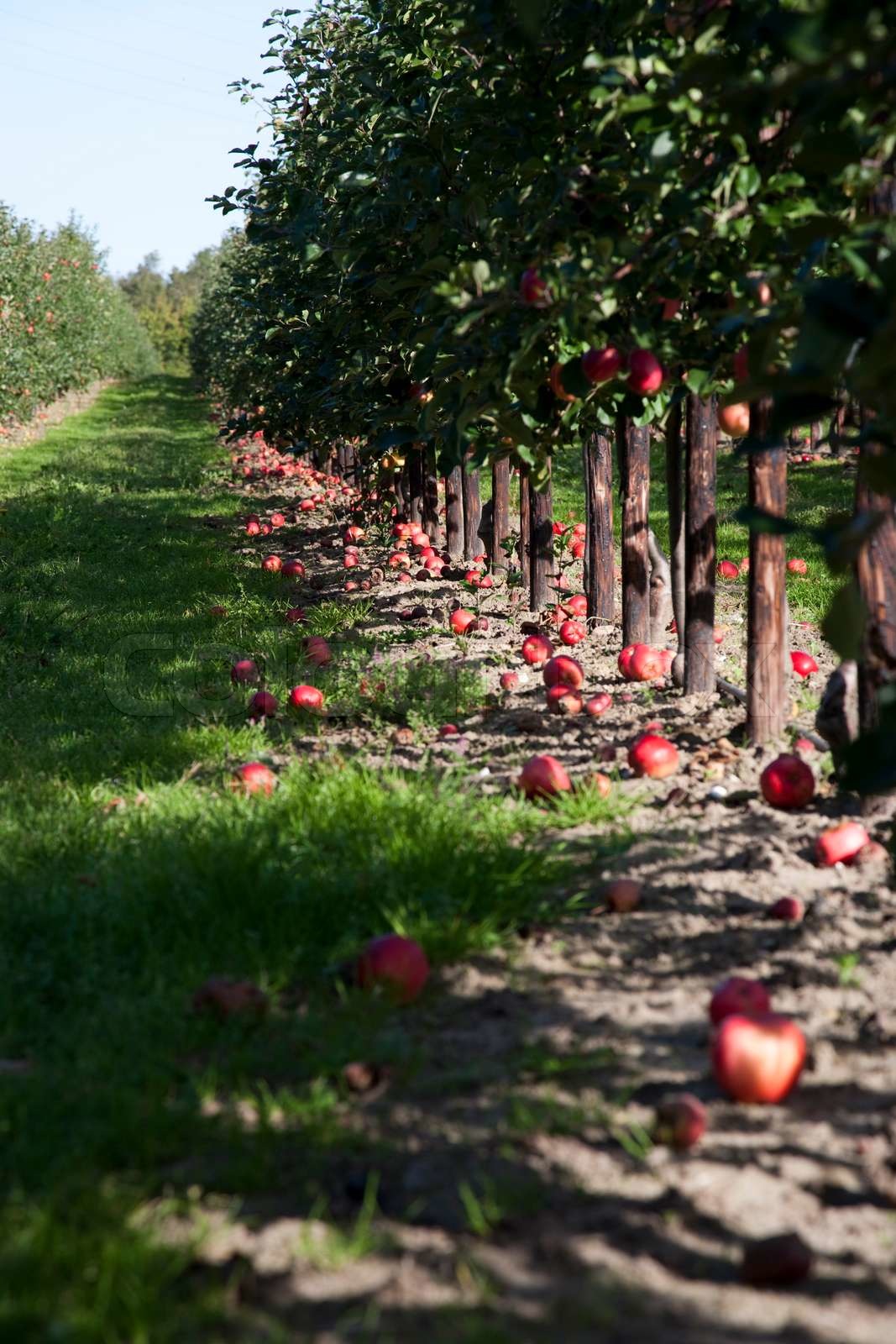 Autumn scene - apple trees in an apple plantation | Stock image | Colourbox