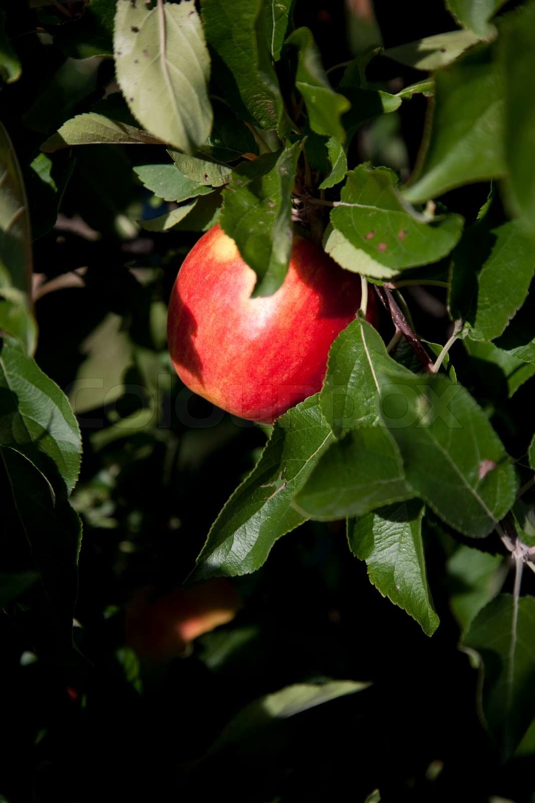 Autumn scene - apple tree in an apple plantation | Stock image | Colourbox