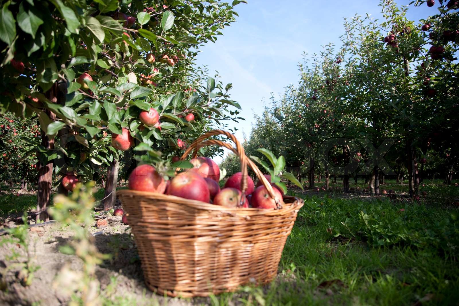 Autumn scene - apple trees in an apple plantation | Stock image | Colourbox