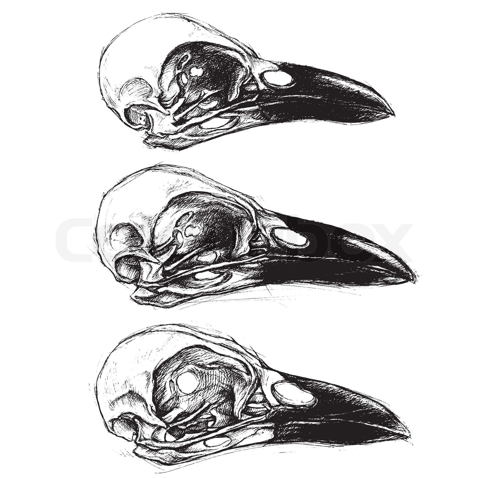 Crow Skull Art