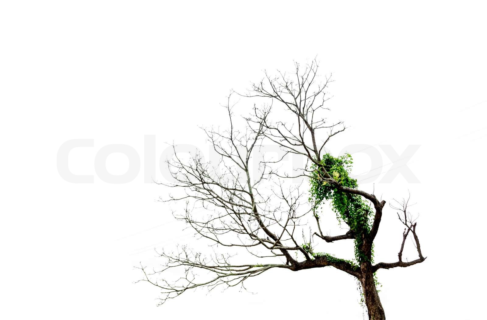 branches isolated | Stock image | Colourbox