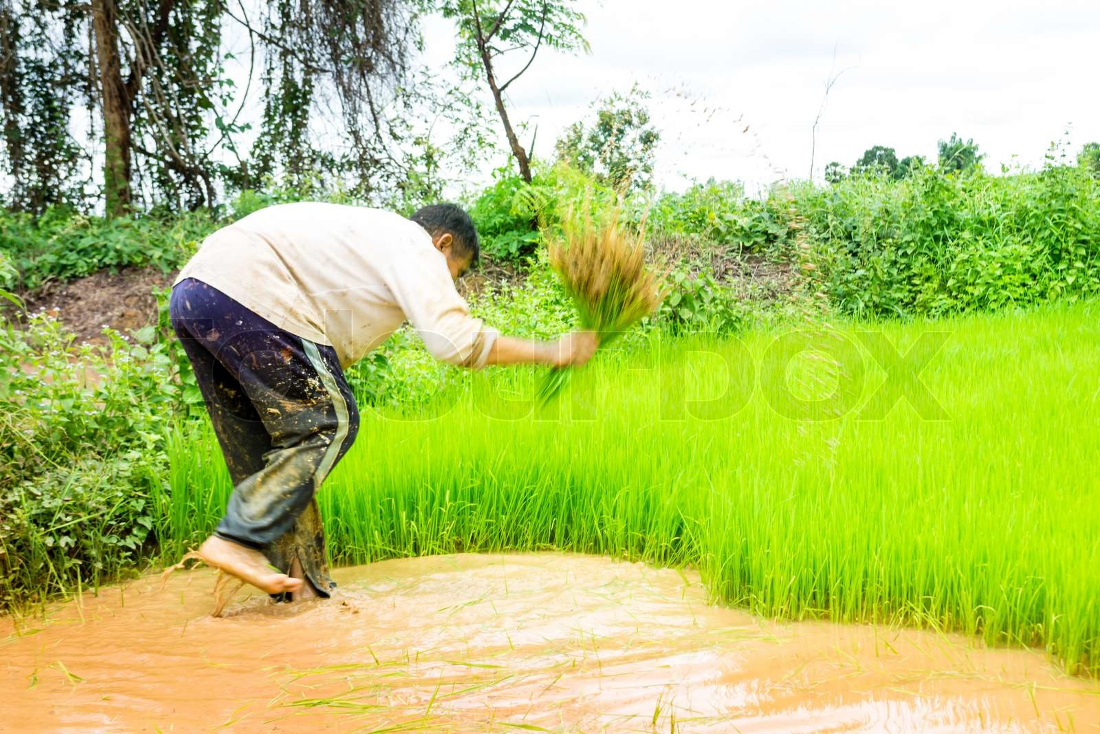 Farmers and rice | Stock image | Colourbox