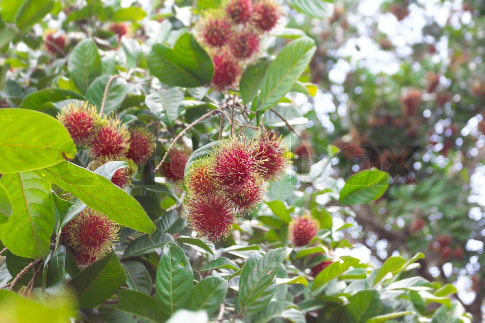 Rambutan Tree