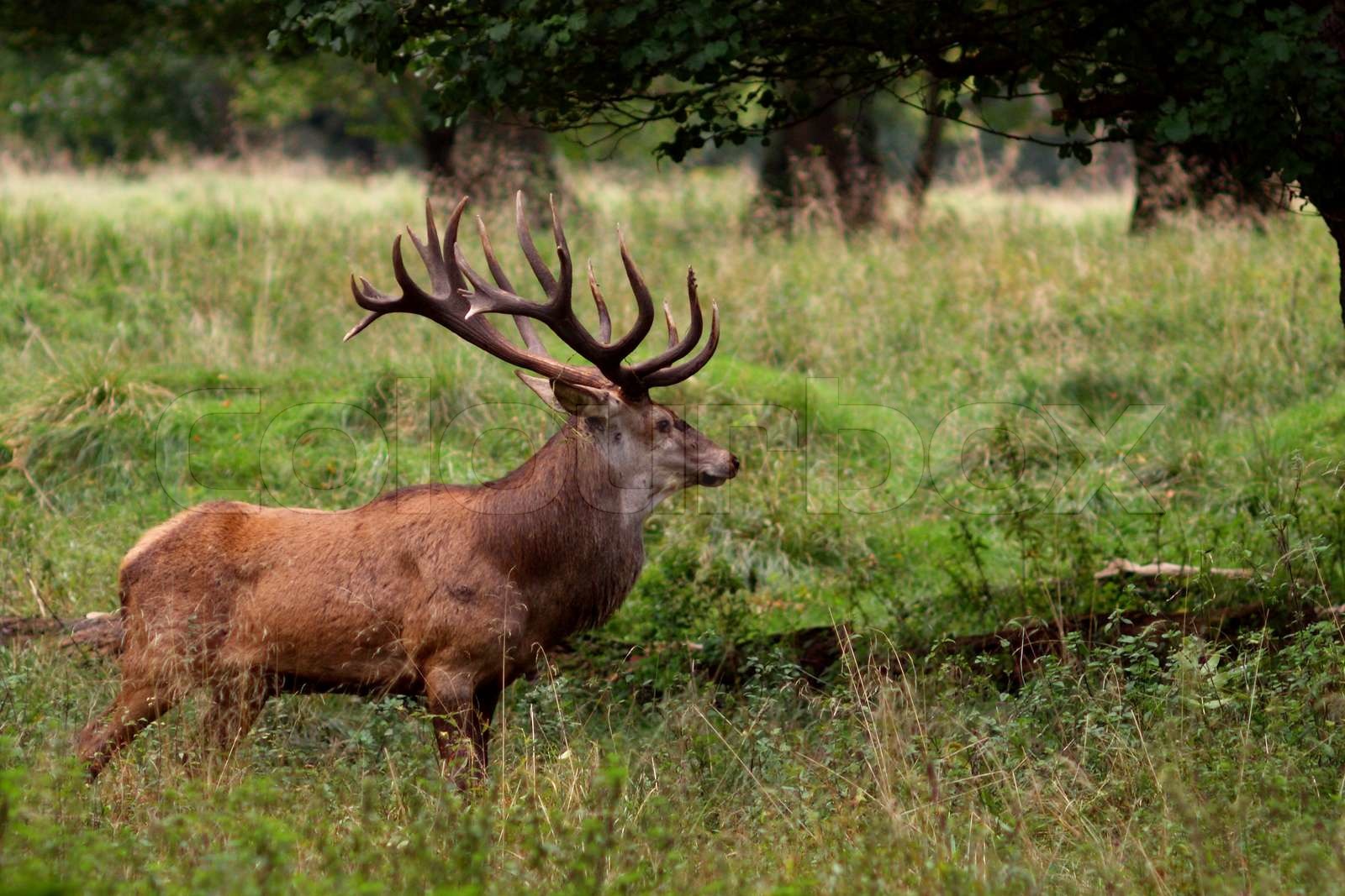 Stag in forest | Stock foto | Colourbox