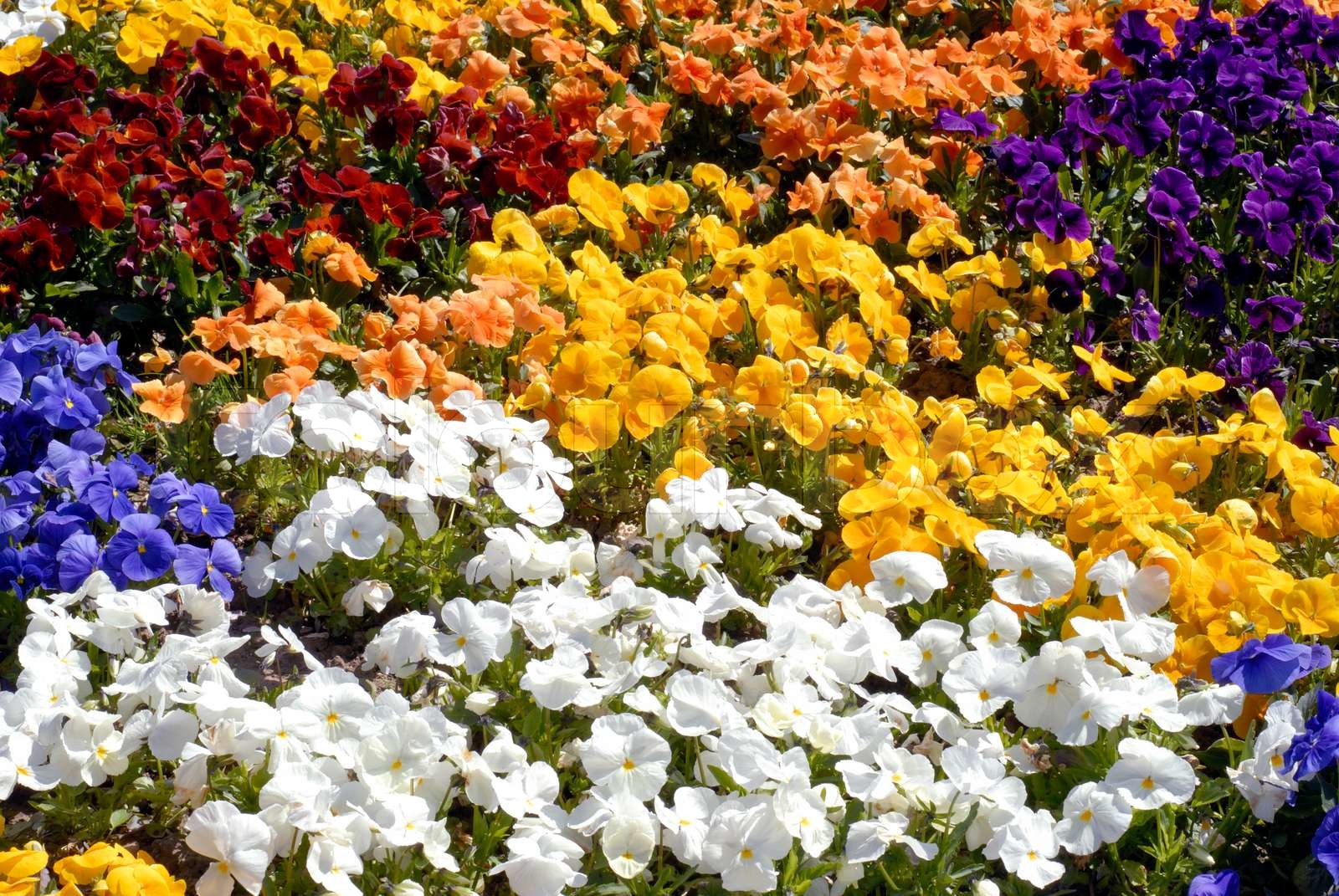 Flowers all over | Stock image | Colourbox