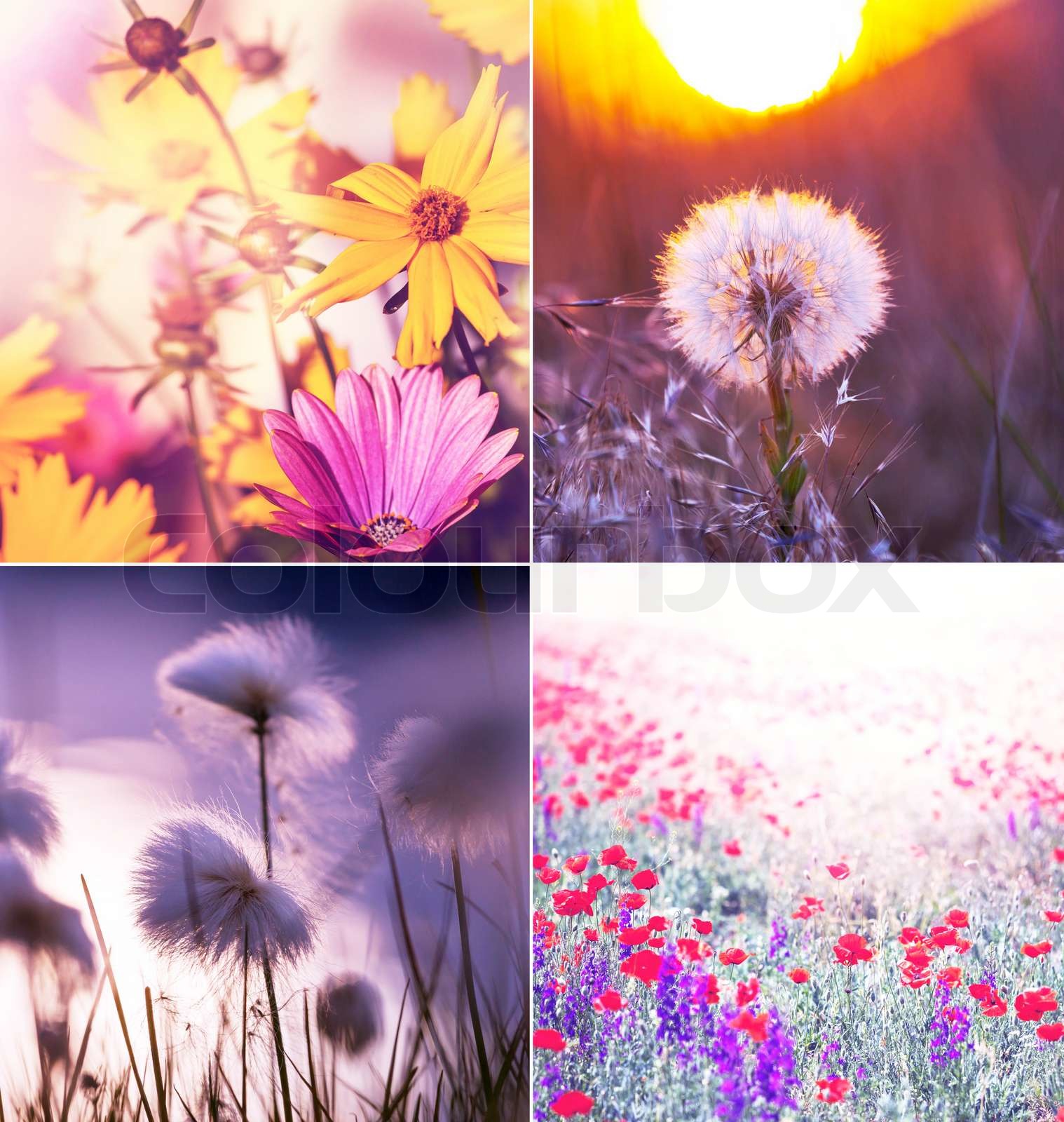 Blumen collage | Stock Bild | Colourbox