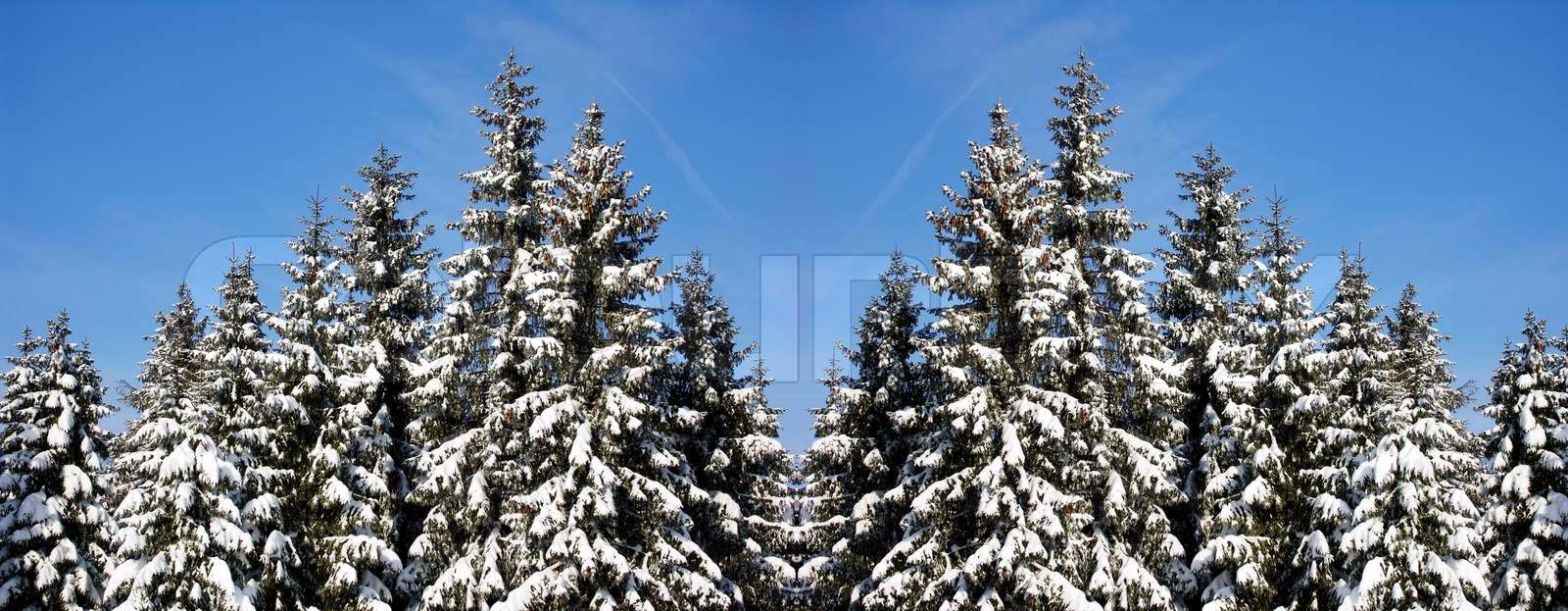 Vinter skov med nye sne over hele | Stock foto | Colourbox