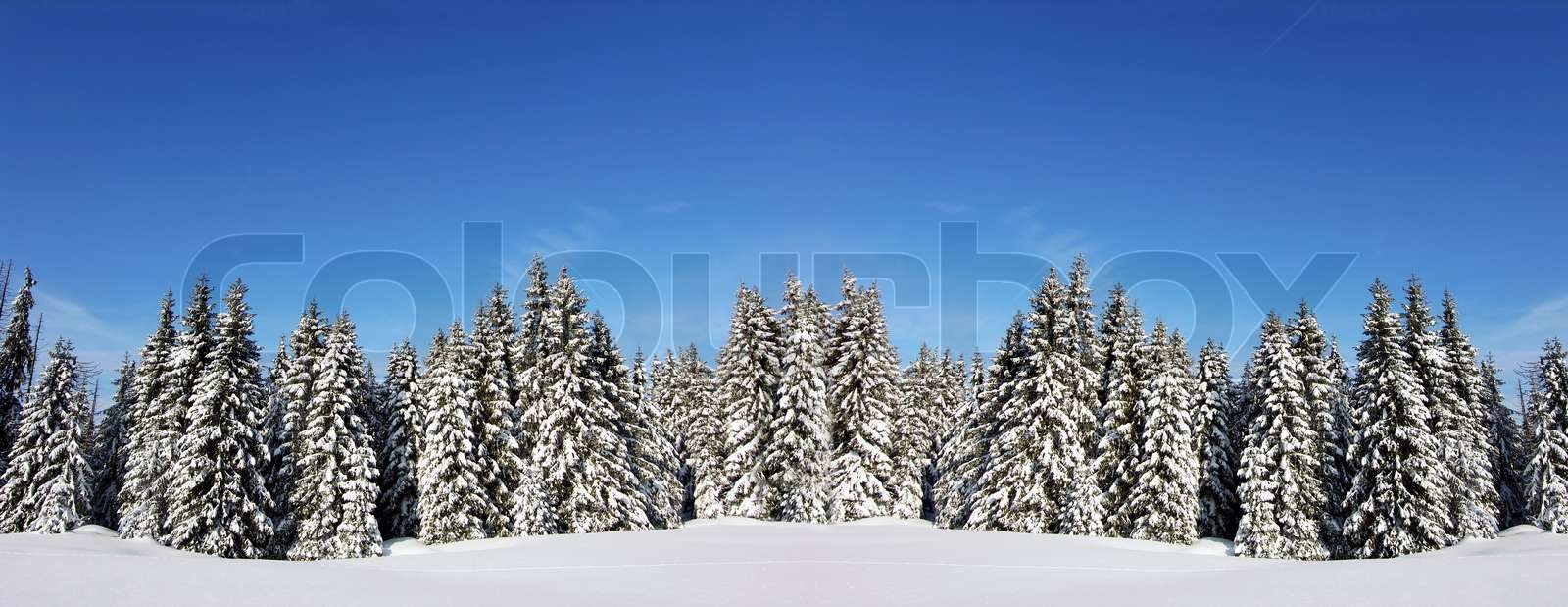 Vinter skov med nye sne over hele | Stock foto | Colourbox