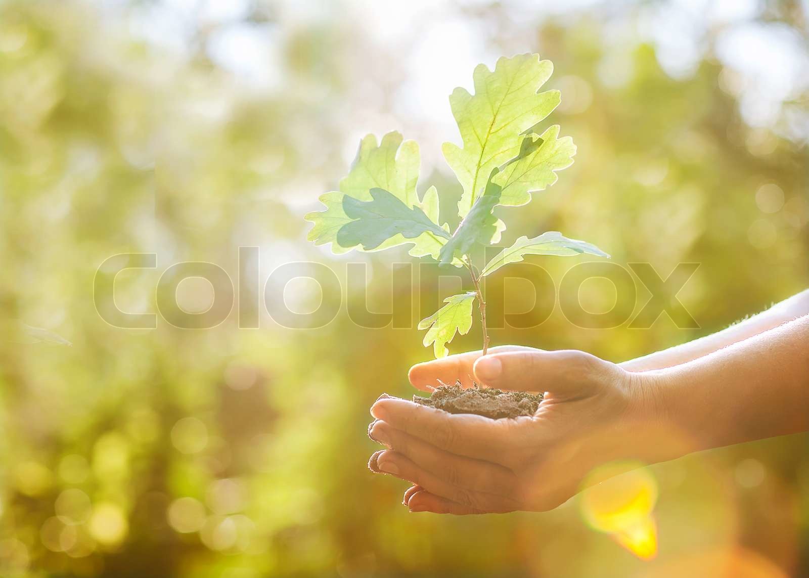 Planting a new oak tree | Stock image | Colourbox