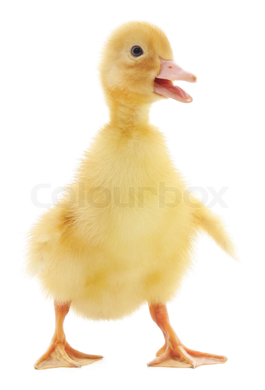 one duckling | Stock image | Colourbox