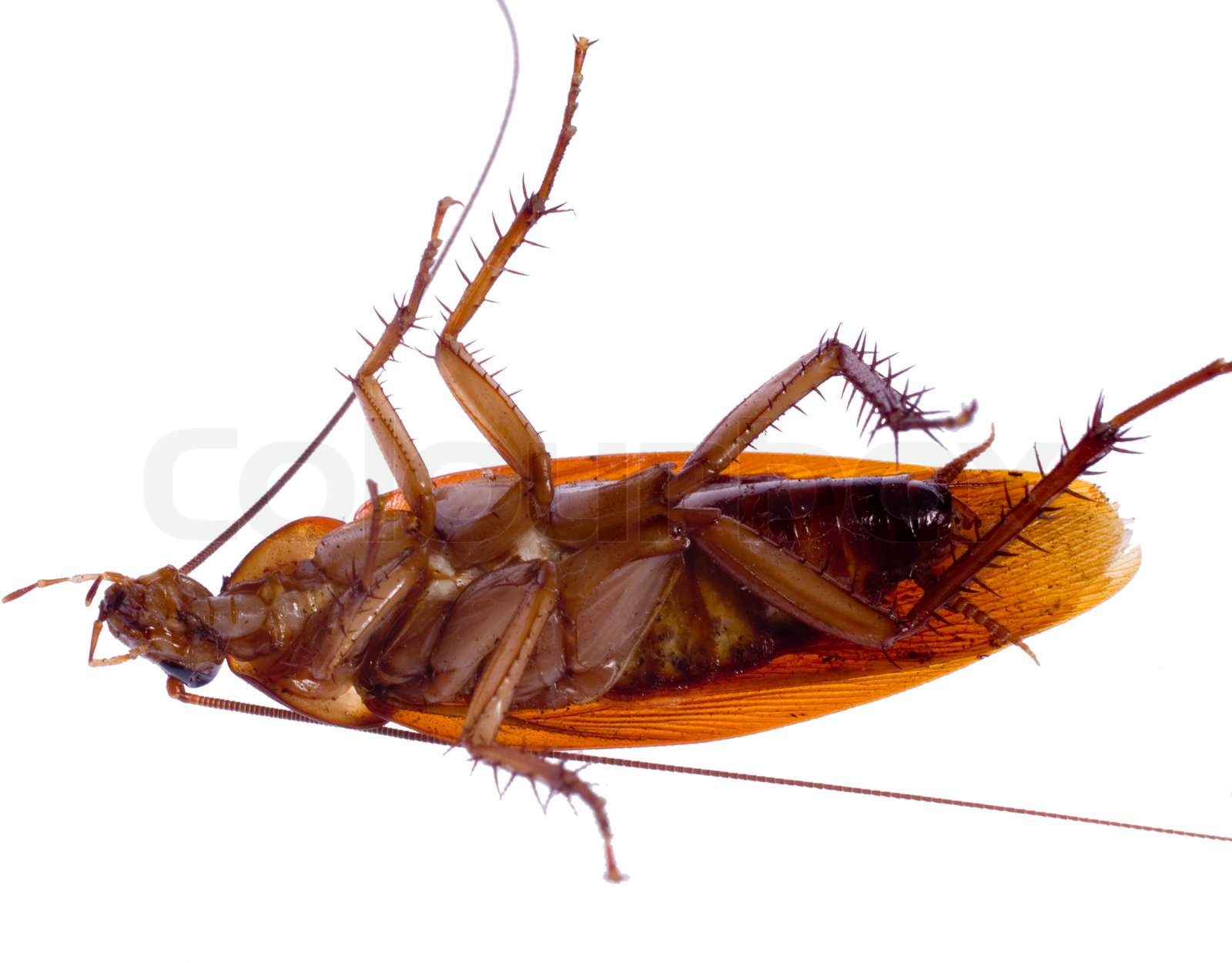 Cockroach | Stock image | Colourbox